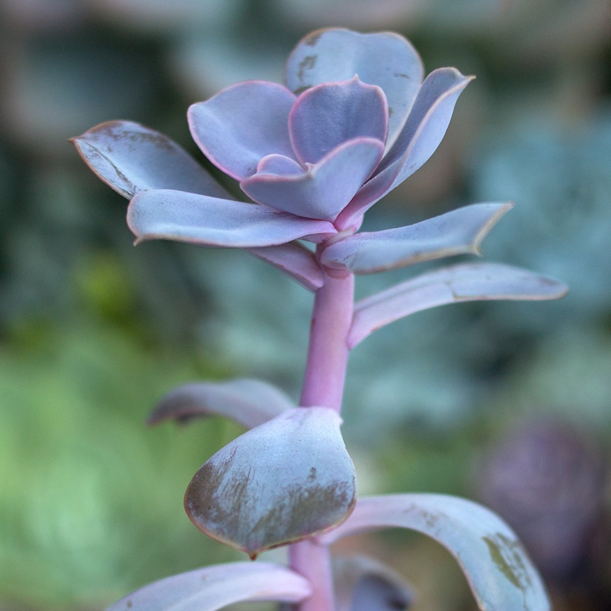 Stretching or Etiolation - Plant Terms – Botanical Bright