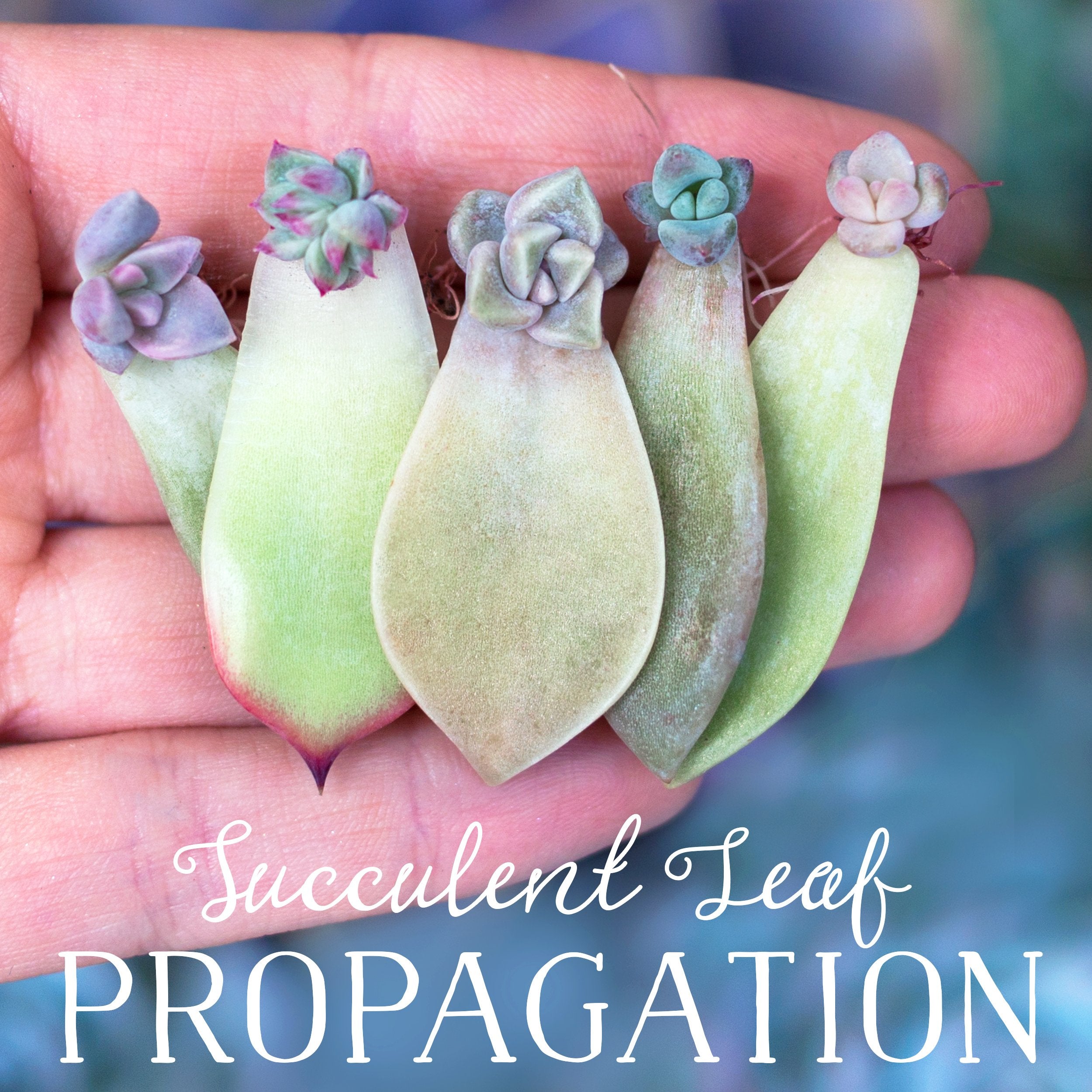 Getting Started with Succulent Leaf Propagation – Botanical Bright
