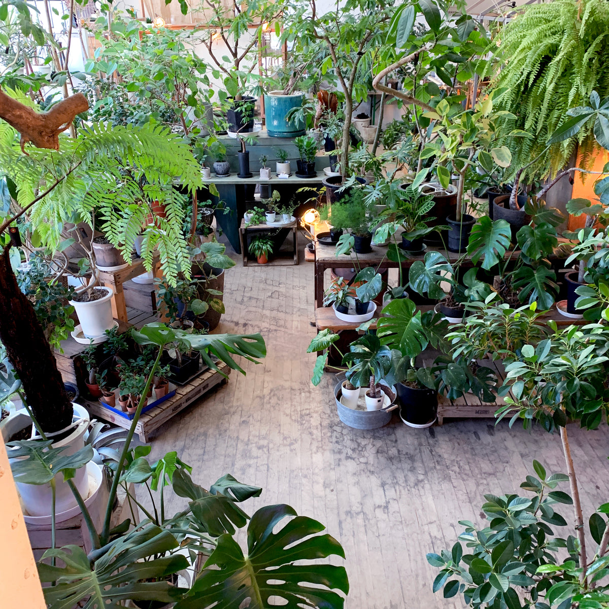 Cotoha - A Plant Lovers Dream in Kyoto, Japan! – Botanical Bright