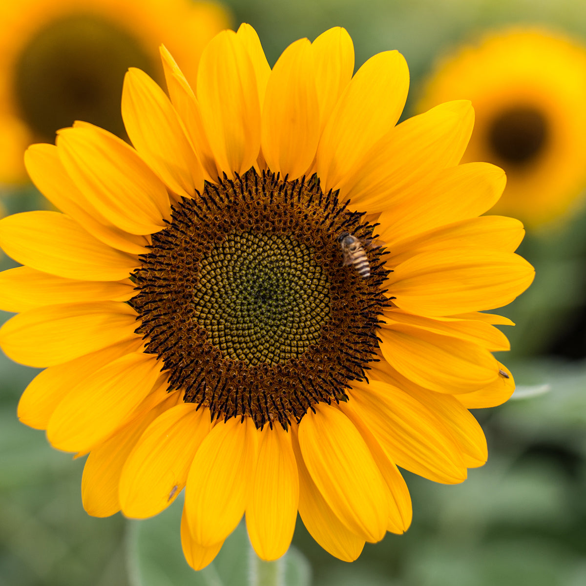 Flowers – Page 2 – Botanical Bright