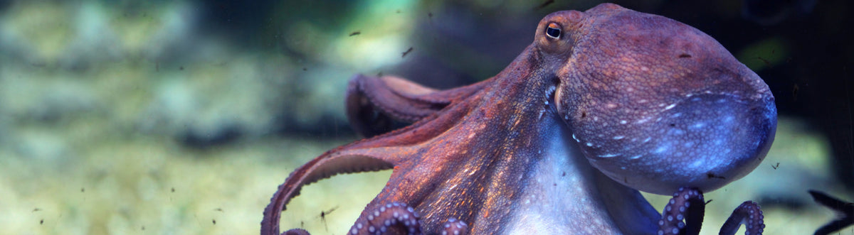 Sea Creatures – Botanical Bright - Add a Little Beauty to Your Everyday