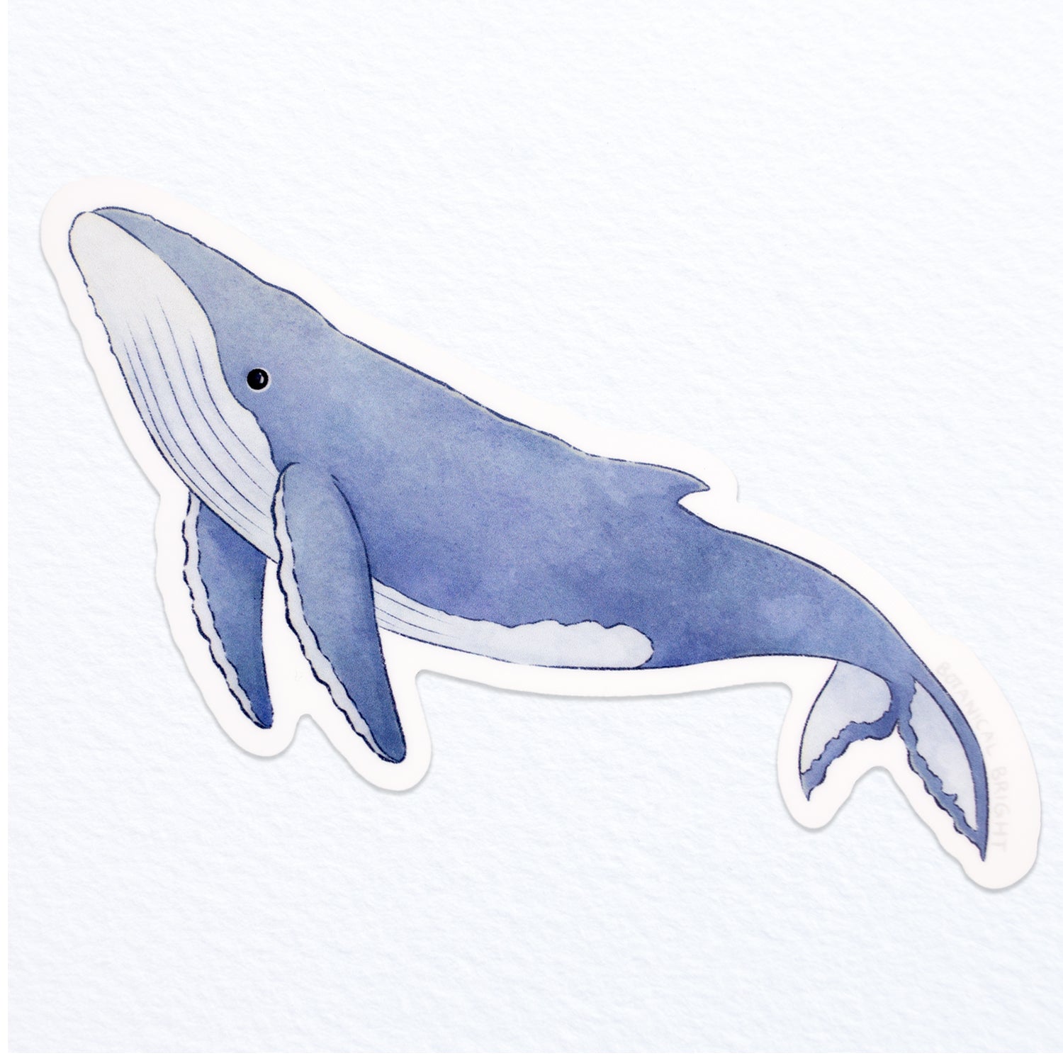 Humpback Whale Waterproof Vinyl Sticker – Botanical Bright