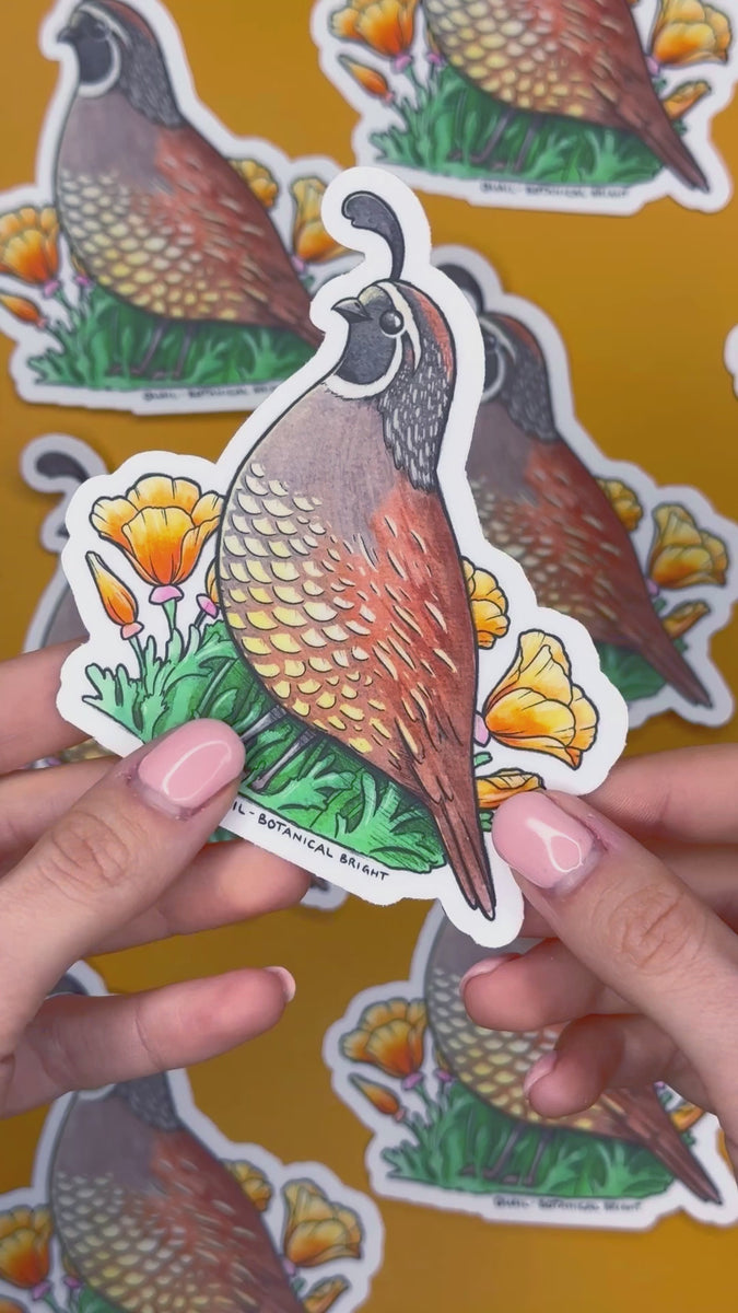 Quail Vinyl Waterproof Sticker – Botanical Bright